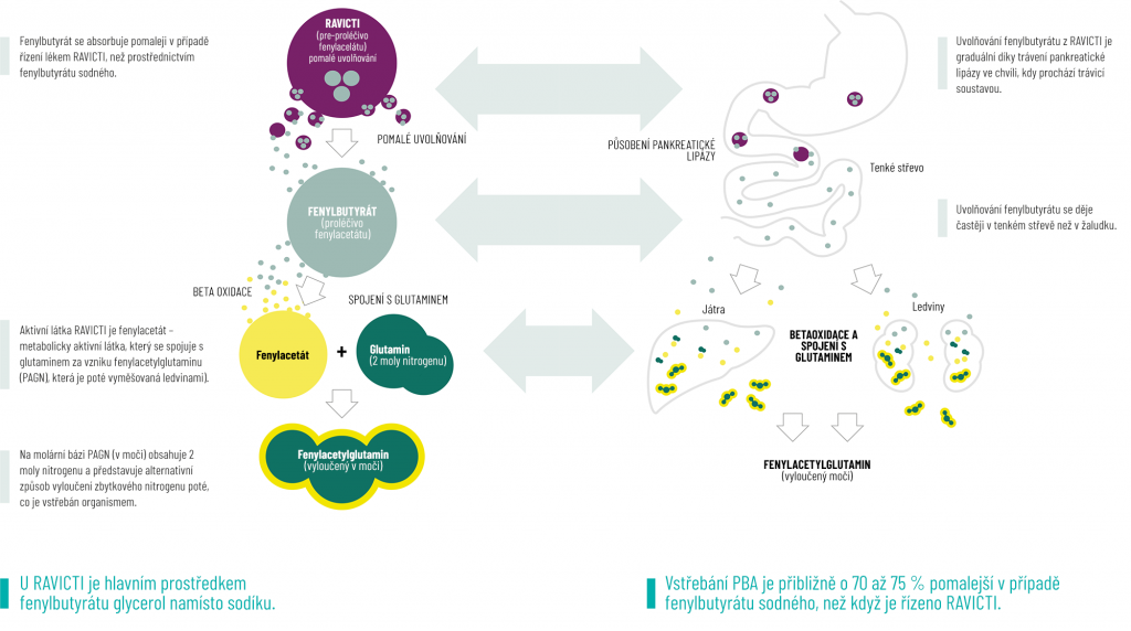 Mechanism of action - Ravicti